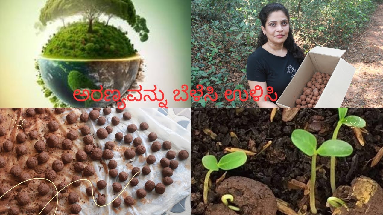 ಅರಣ್ಯವನ್ನು ಬೆಳೆಸಿ ಉಳಿಸಿ | Seed ball making and how to use | 100th video ...