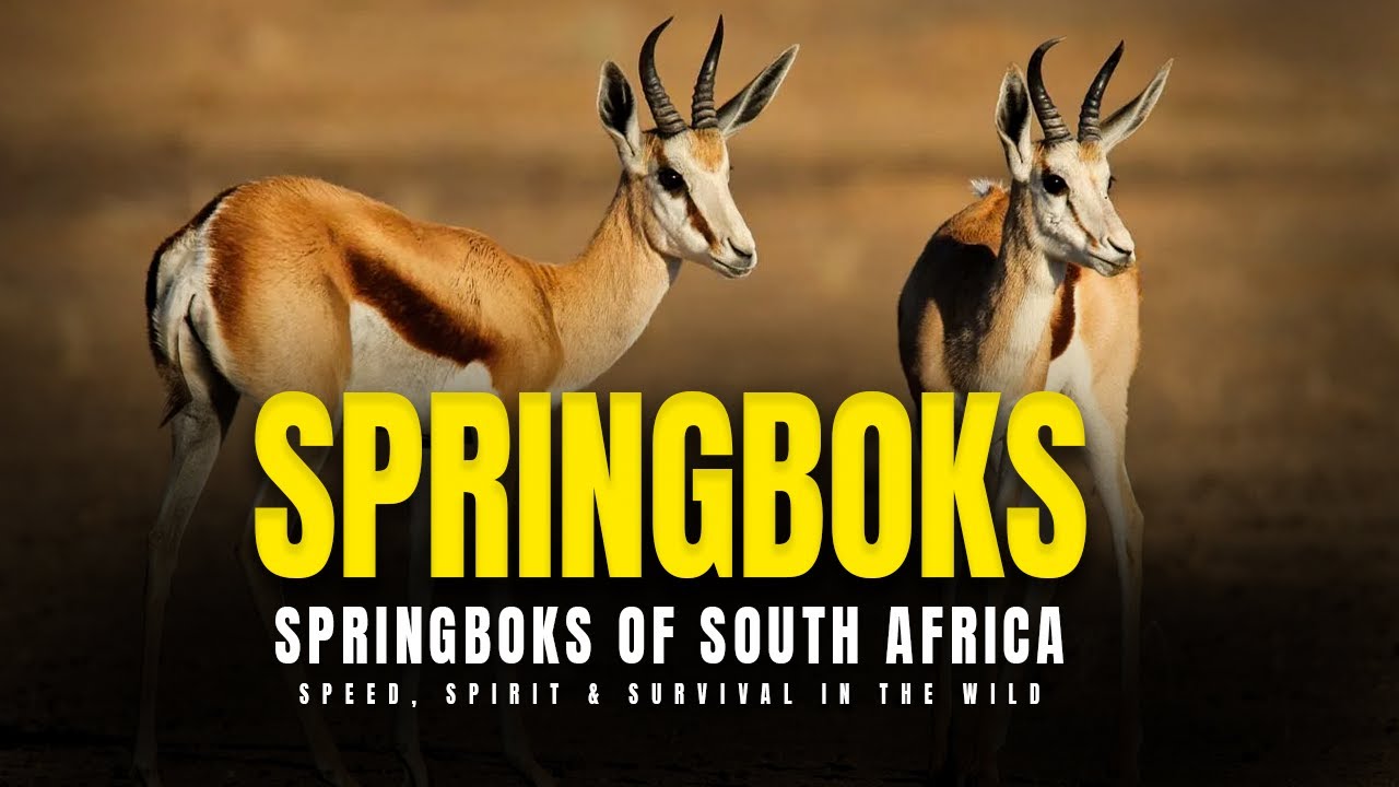 Springboks of South Africa | Speed, Spirit & Survival in the Wild ...