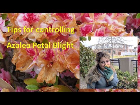 How To Treat Azalea Petal Blight