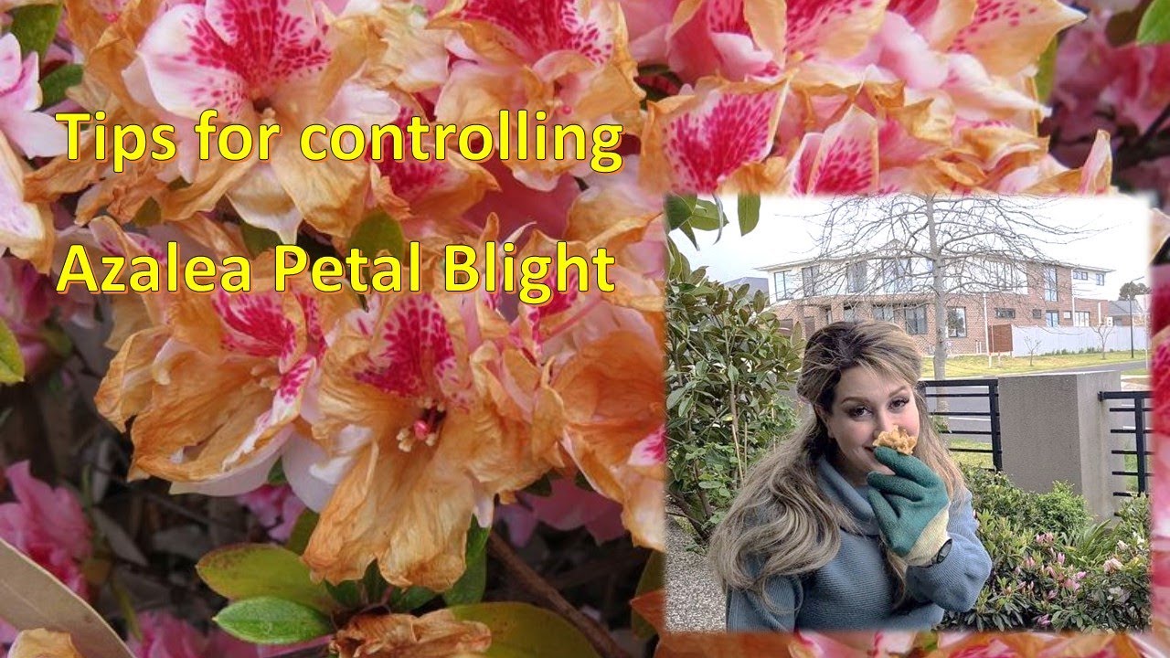Tips for controlling Azalea Petal Blight - YouTube