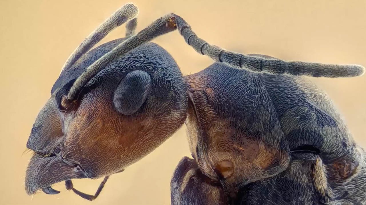 Bugs Look Like Aliens In Captivating Macro Shots - YouTube