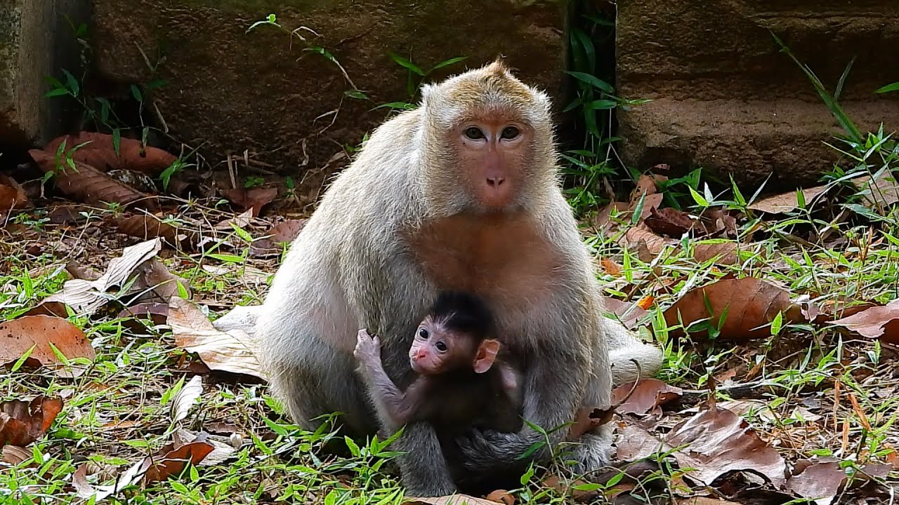 Sankra is a proud Poppa! Jackie is walking and ready to go. Already ...