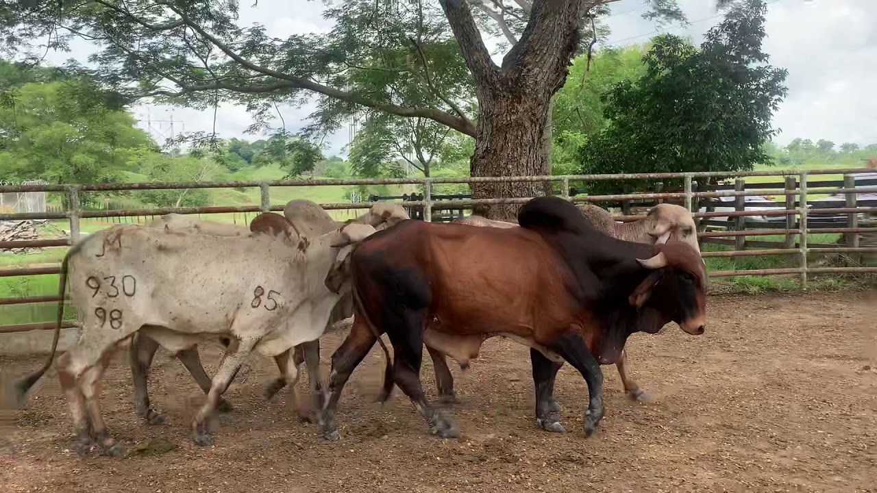 Toros GYR puros con registro - YouTube