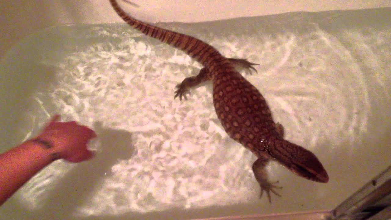 Monitor Lizard Bath - YouTube