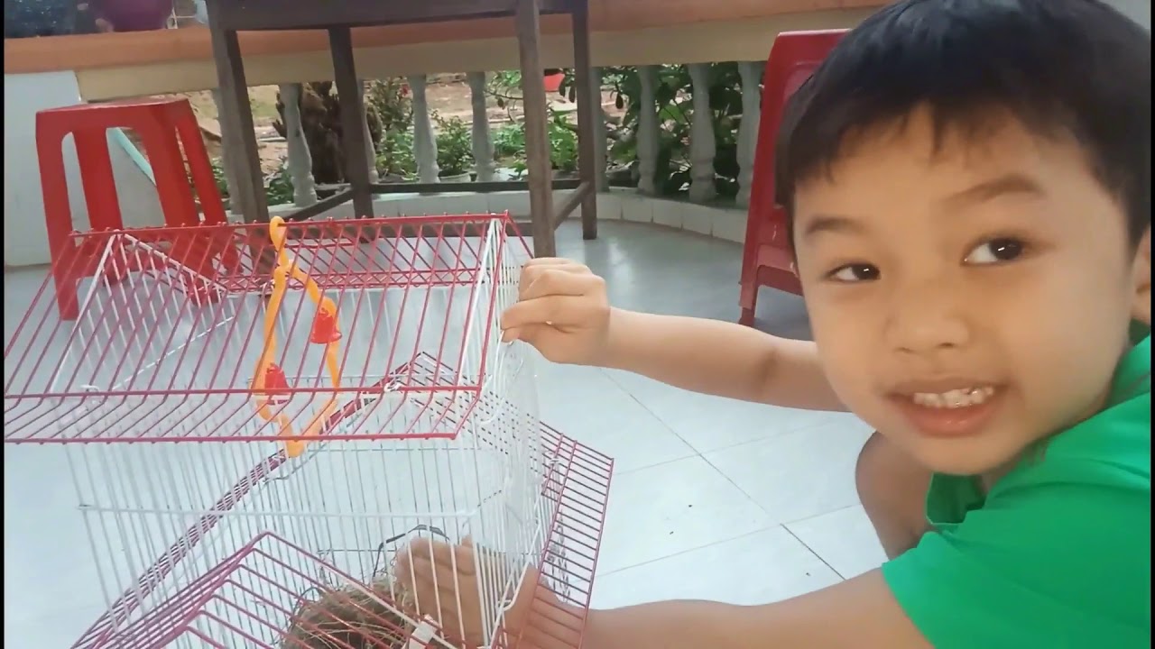 chim mỏ chì con con trai - YouTube