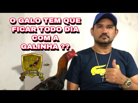 E PRECISO COLOCAR O GALO TODO DIA COM A GALINHA ? VEJA O VÍDEO E DE SUA OPNIÃO