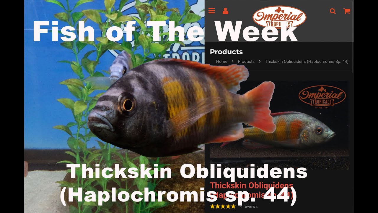 Thickskin Obliquidens (Haplochromis sp. 44) ️🐟 #imperialtropicals - YouTube