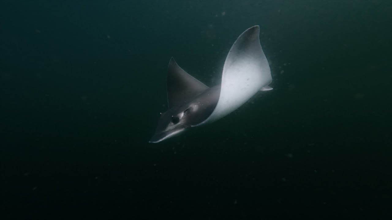 Spearfishing New York Bullnose Ray 2024 08 23 - YouTube