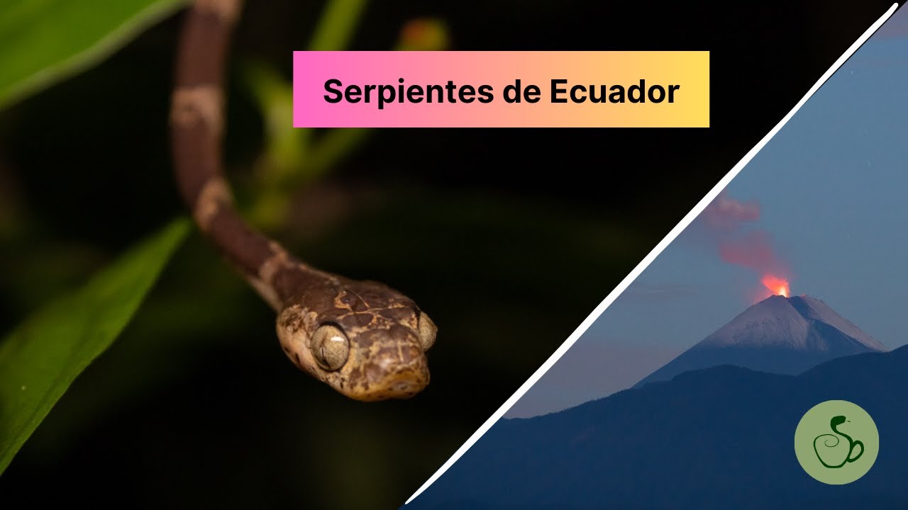Culebras en el Amazonas ecuatoriano, Parte 1 | Imantodes - YouTube