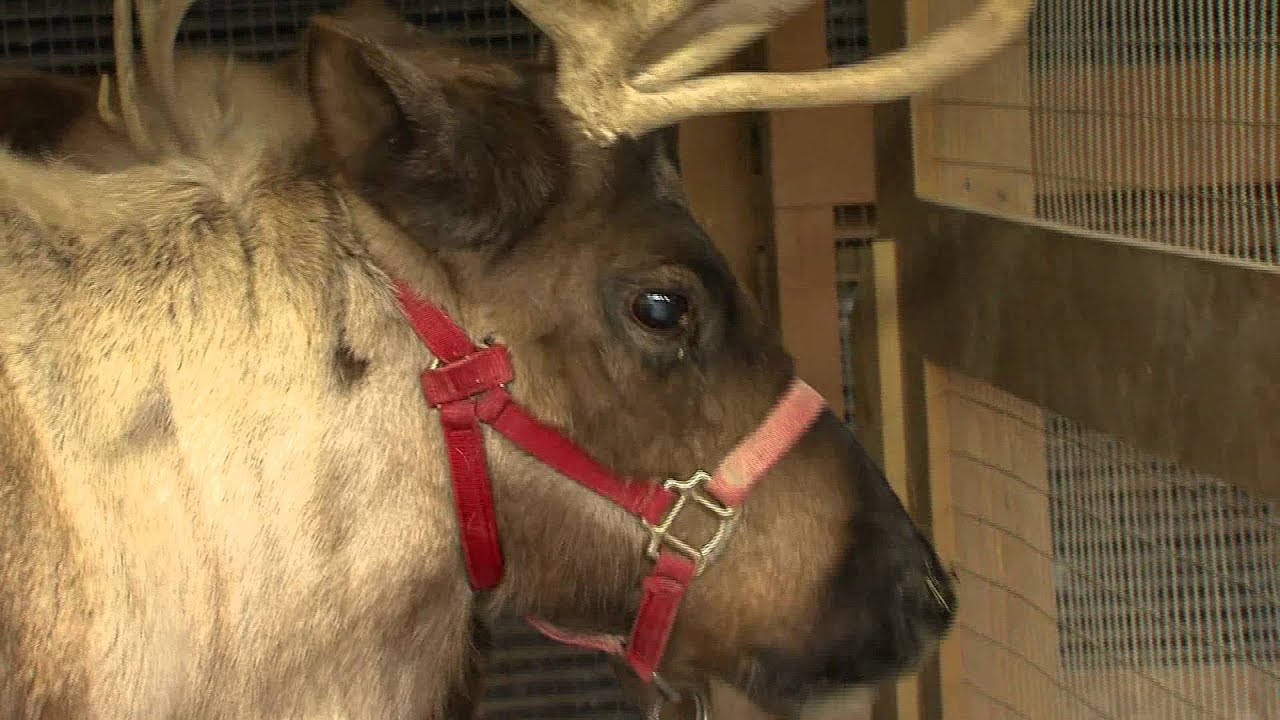 Reindeer 2011 - Cincinnati Zoo - YouTube