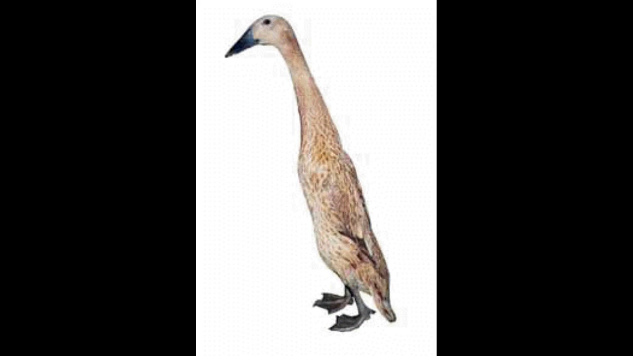 Extreme ducks - YouTube