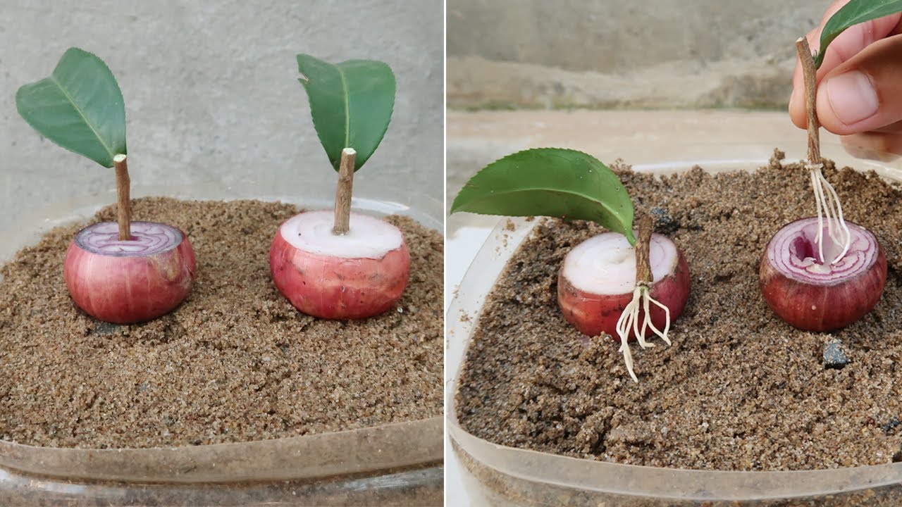 Try to propagate green tea plants with purple onions, miracles have ...