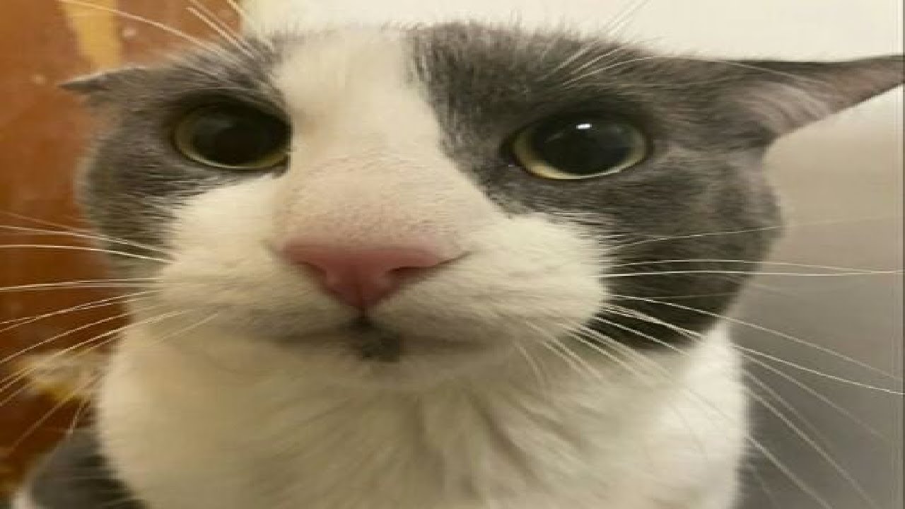 Where's the ruby weapons? - Pixel Gun 3D - YouTube