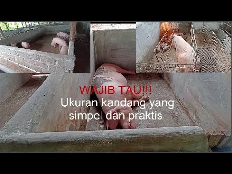 Ukuran kandang babi yang sesuai kebutuhan - YouTube