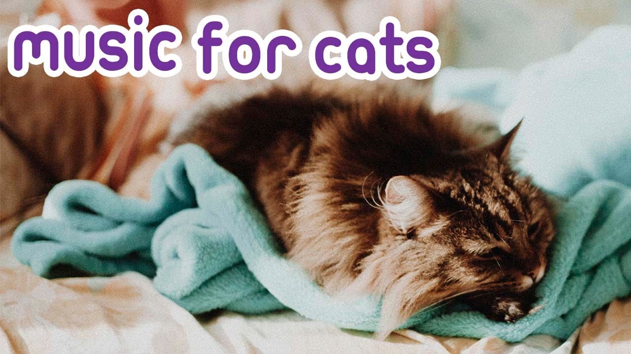 Classic Cat Melodies Music: Relaxing music for Kittens! - YouTube