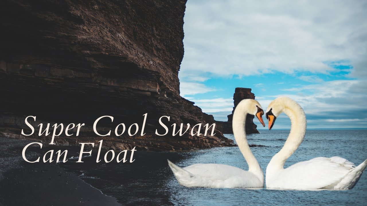 Super Cool Swan Can Float - YouTube