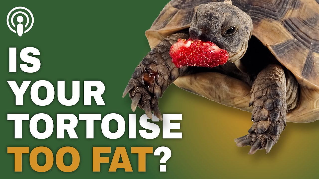 How to spot a fat tortoise. - YouTube