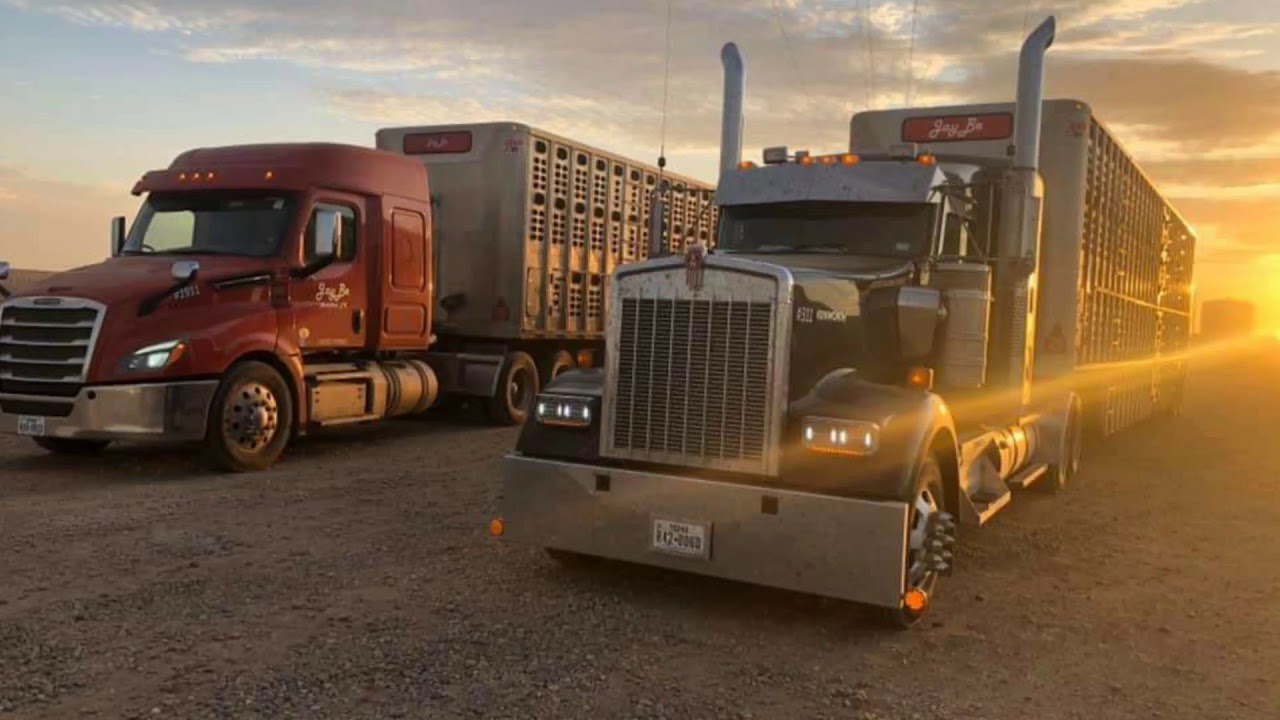 Cattle Rolling Crew - YouTube