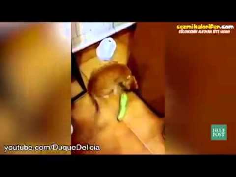 SALATALIK'A KEDİLERİN TEPKİSİ