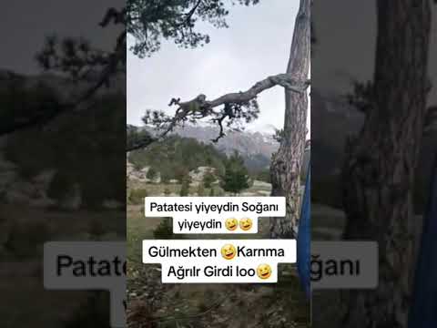 çadırına köpek giren adamın isyanı😁
