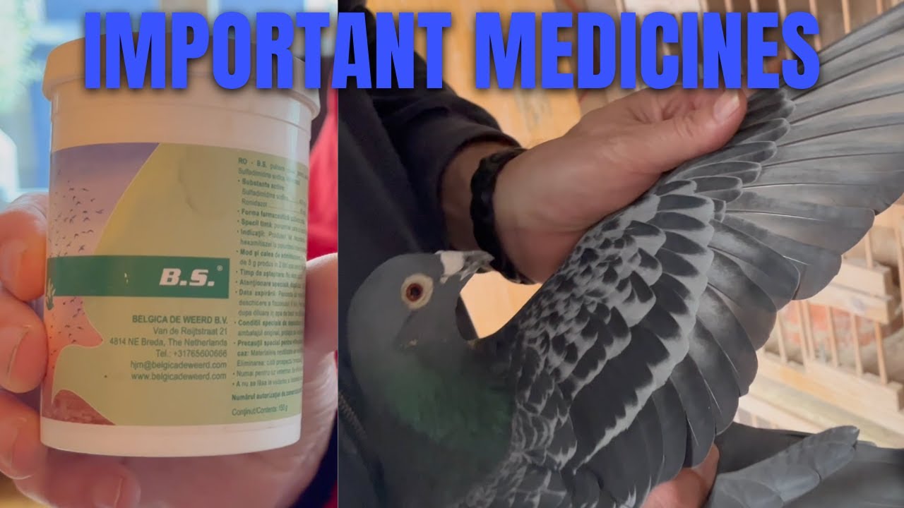 Most IMPORTANT Medicines For Racing Pigeons (TIPS & TRICKS) - YouTube