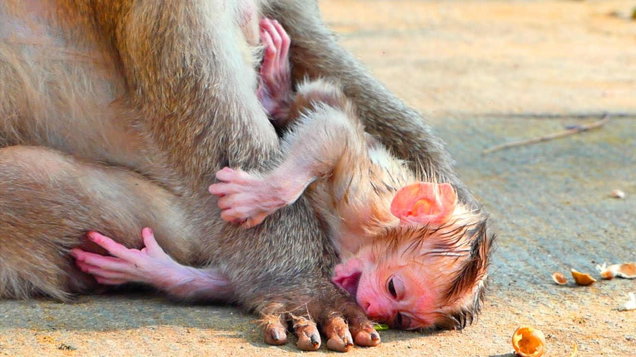 Story Video ! Baby monkey JUTA falling down from Mom - when Mom lack to ...