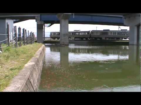 野良金魚 stray goldfish - YouTube