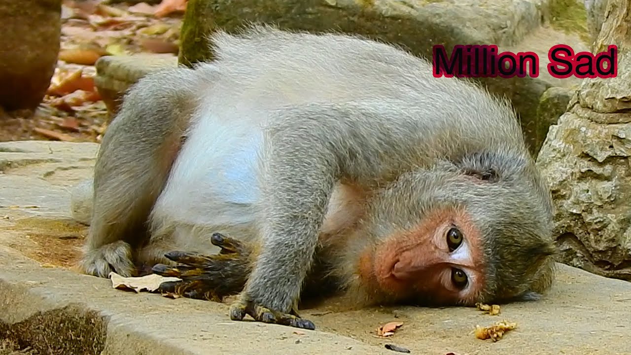 Million Sad Jade lost her forth baby Jayden feels very upset / Monkey ...