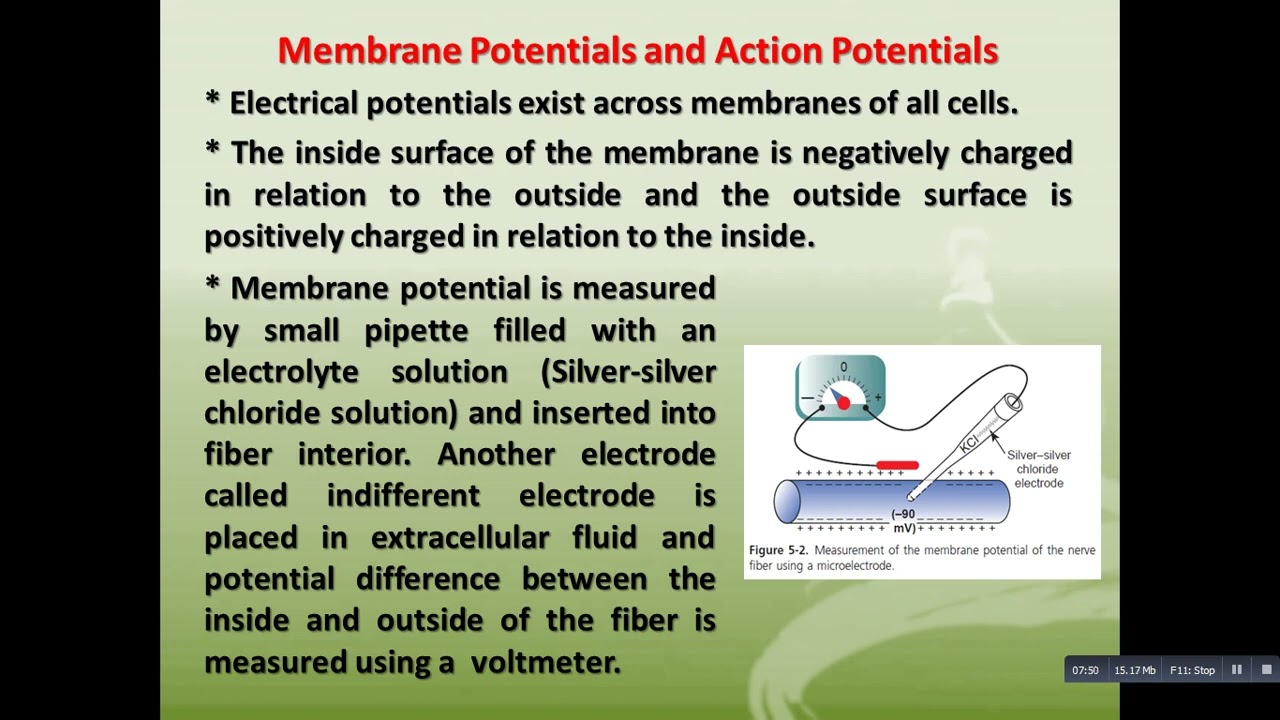 Lecture 4 Membrane potential - YouTube