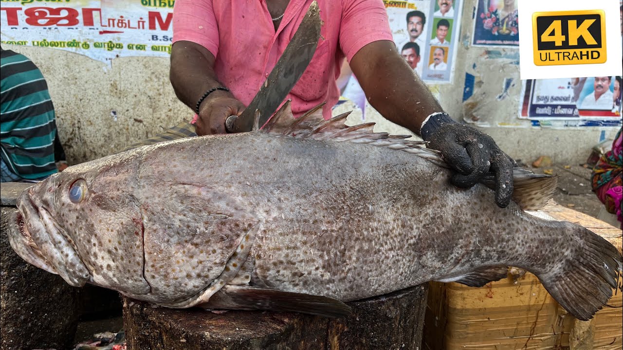 Kalavan Meen cutting video/Fishcuttingrs #fishcuttingrs #kasimedu #fish ...