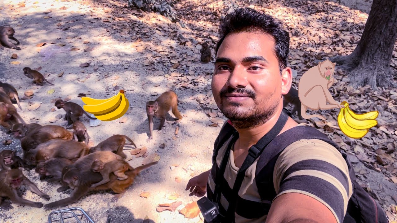 Bandro Ne Jungle me Hamala Kar dia | MR.RK VLOG | Feeding Monkey in ...