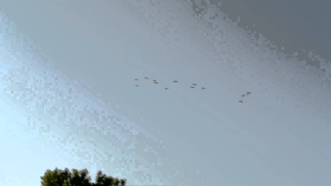 Flock Of Wild Parrots Flying in San Diego California Amazon Birds ...