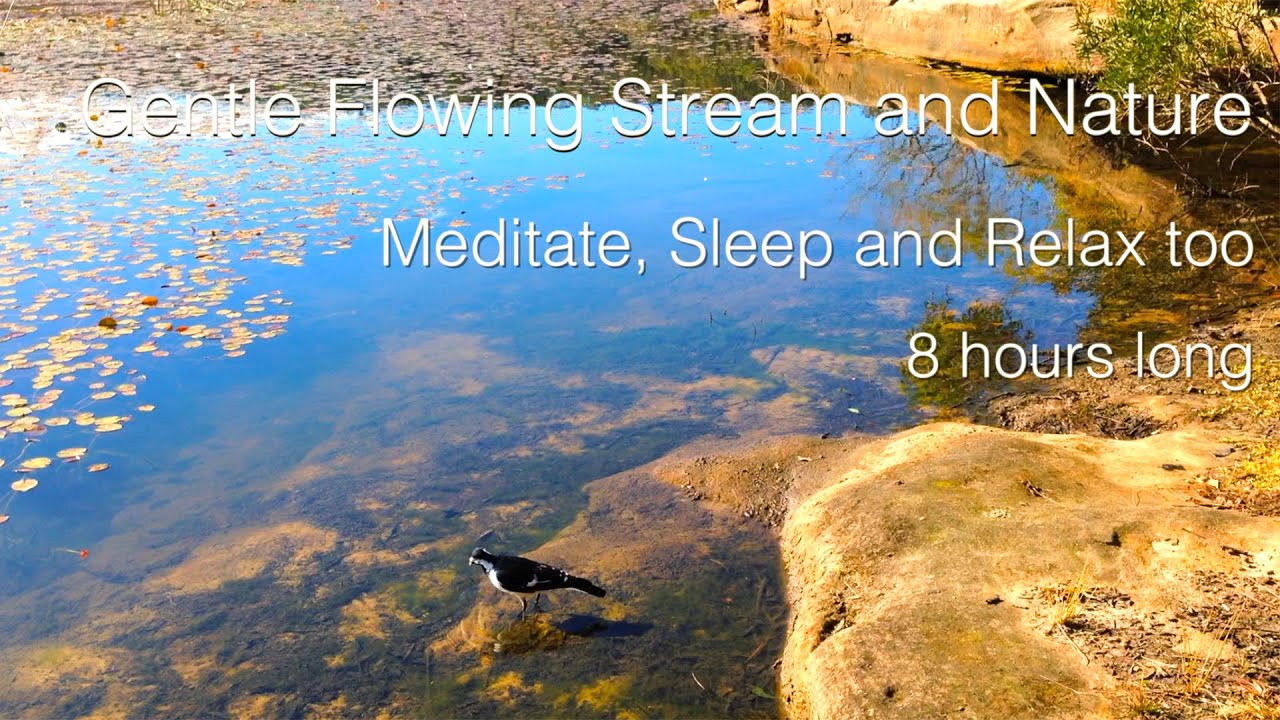 A Gentle Flowing Stream and Native Bird Sounds, Meditate, Sleep and ...