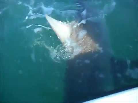 Monster 400+ lbs 9 foot bull shark in Florida - YouTube