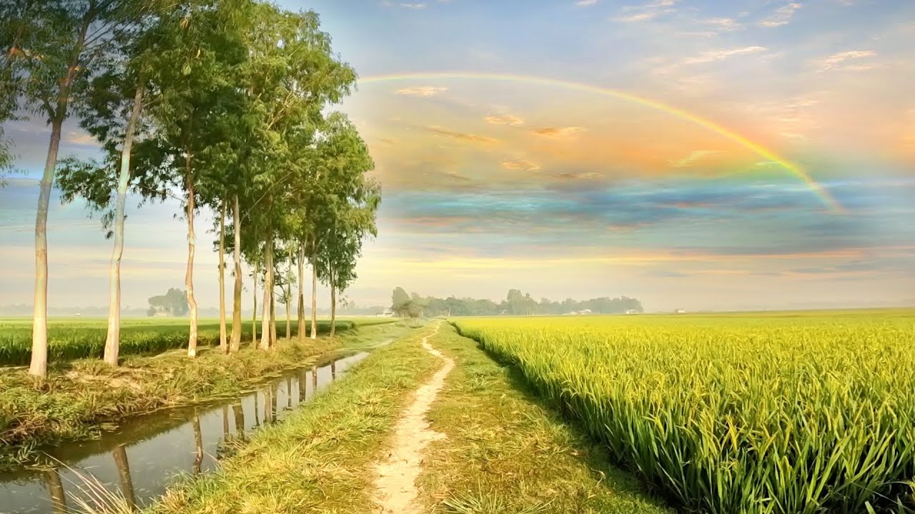 গ্রামের পথ ধরে রাখাল গরু নিয়ে যাচ্ছে ও সকাল বেলা গ্রামের প্রকৃতি। Gram ...