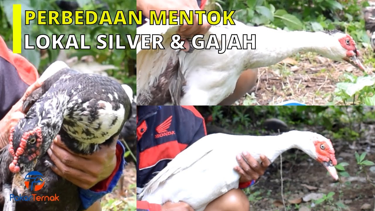 PERBEDAAN ENTOK JUMBO GAJAH | RAMBON SILVER DAN LOKAL BIASA - YouTube
