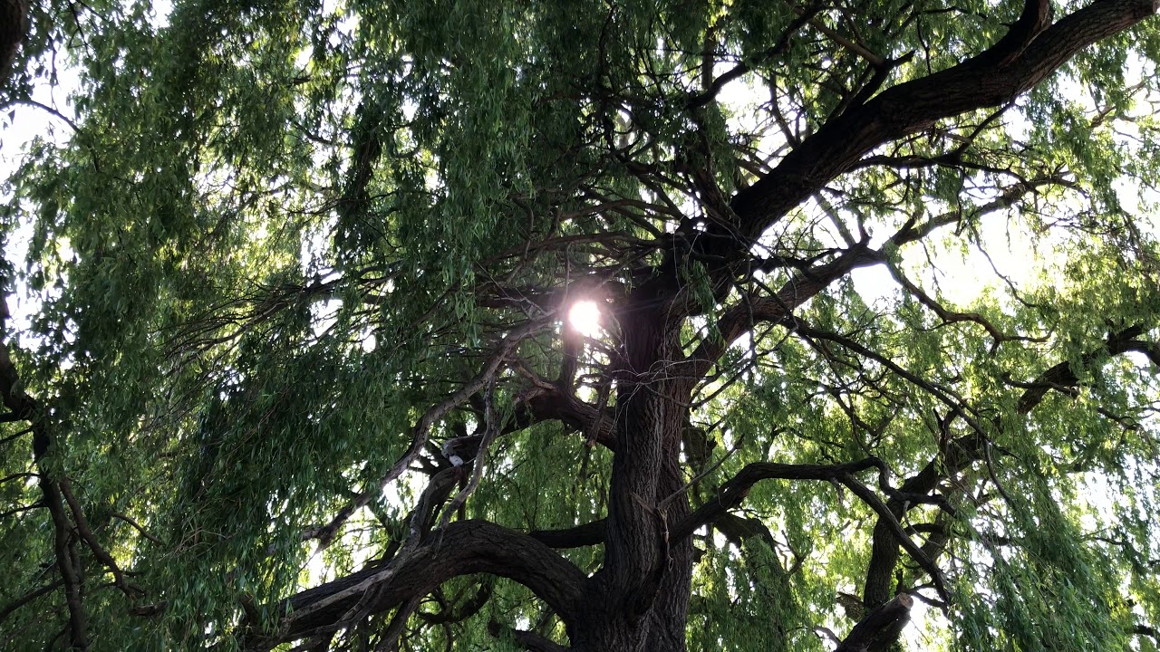 Golden weeping willow - Canopy in the sun - May 2020 - YouTube