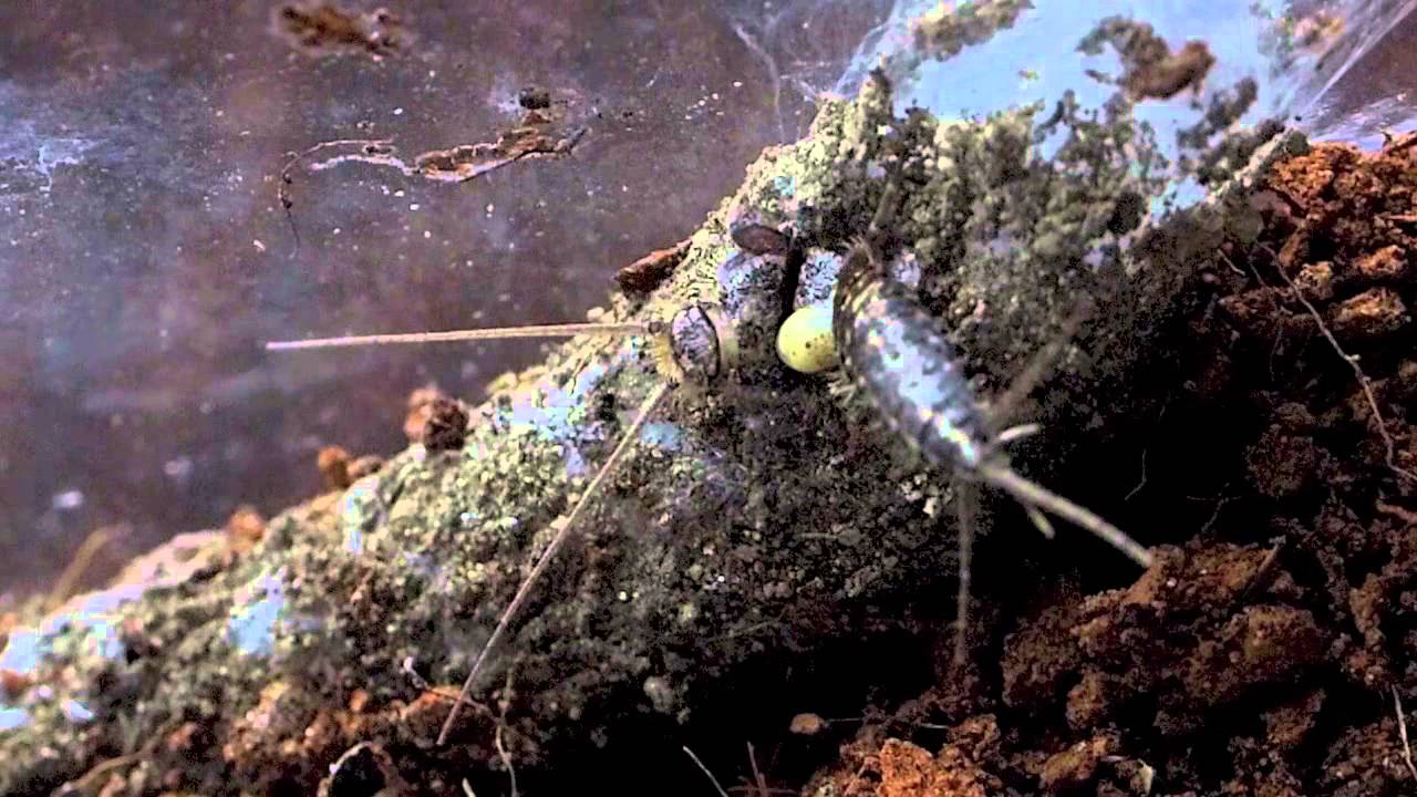 Spider attack insect - Atypus muralis feeding Ctenolepisma lineata ...