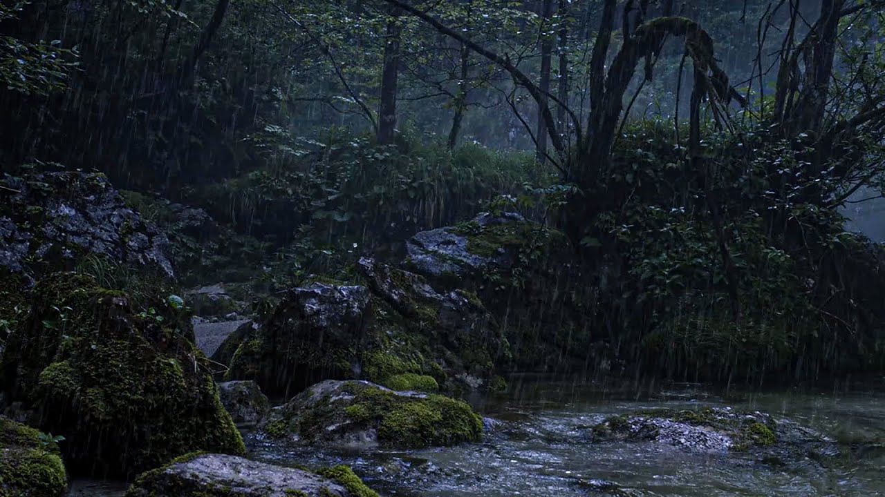 Entspannen Sie sich bei Regen im Wald mit Vogelgezwitscher und dem ...