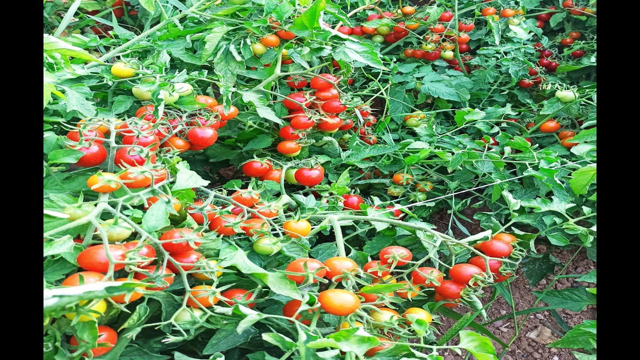 ΦΤΙΑΞΤΕ ΜΟΝΟΙ ΣΑΣ ΤΟ ΙΔΑΝΙΚΟ ΥΓΡΟ ΒΙΟΛΟΓΙΚΟ ΛΙΠΑΣΜΑ ΜΕ ΚΟΜΠΟΣΤ ...