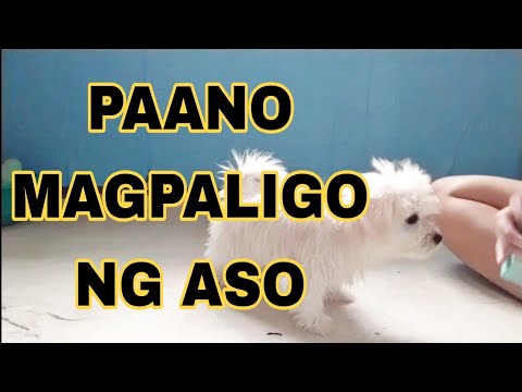 PAANO MAGPALIGO NG TUTA O ASO || SHIH POO - YouTube