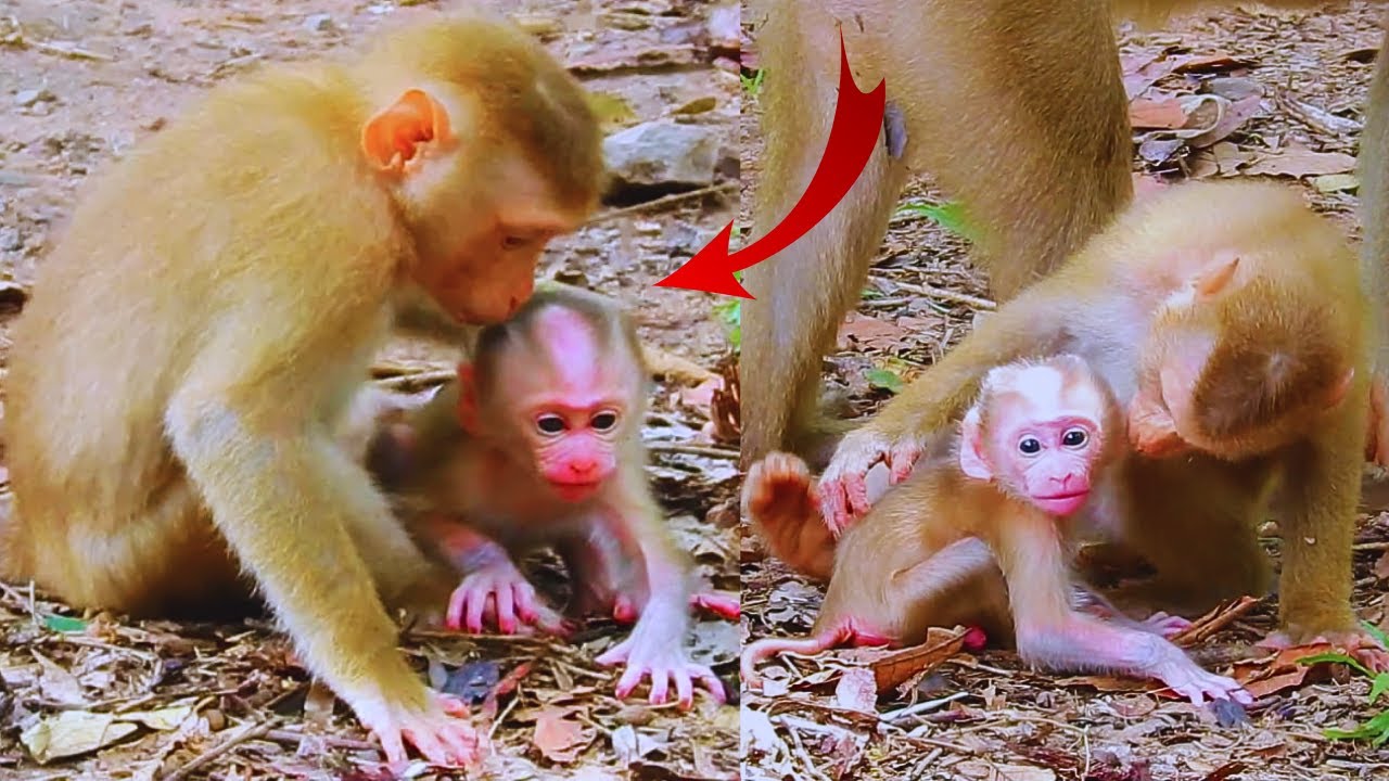 Great the video! Monkey Lucie is encouraging her younger brother Luno ...