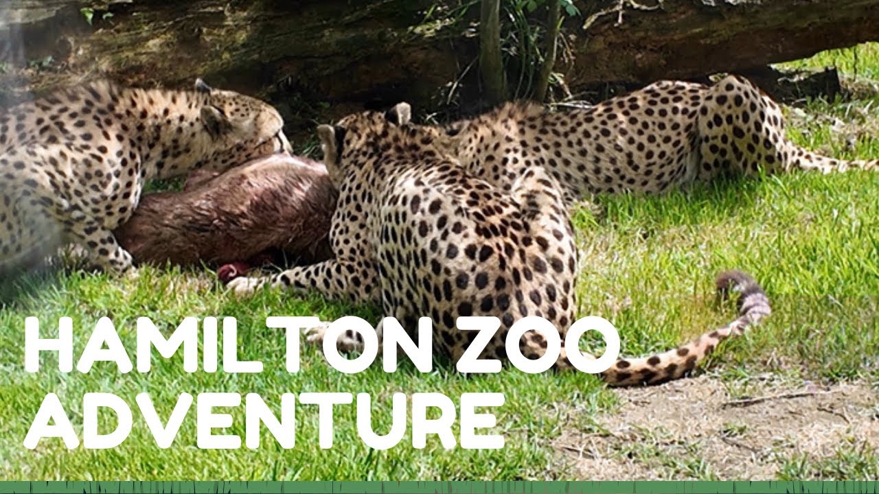 Hamilton Zoo New Zealand Highlights /Best Things to See at Hamilton Zoo ...
