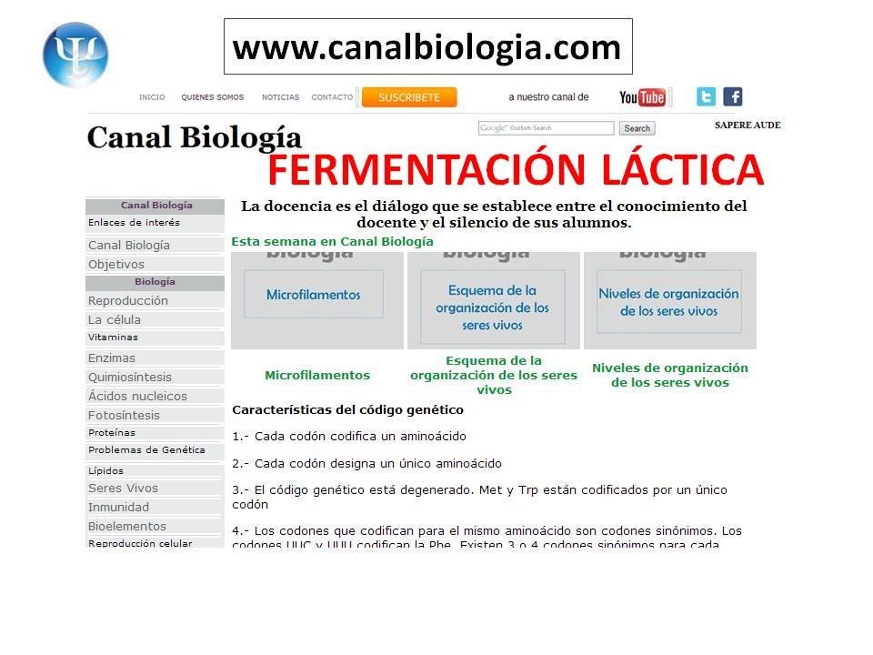 Fermentación láctica - YouTube