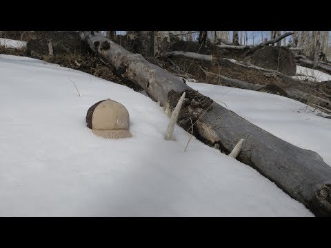 Finding a Big 6 Point Elk Shed Buried In Snow by Tines Up