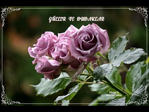 ZUHAL OLCAY /Güller ve dudaklar -N.Y