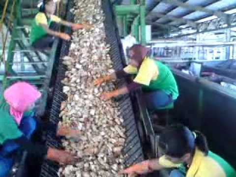 Tapioca Root Washing - YouTube