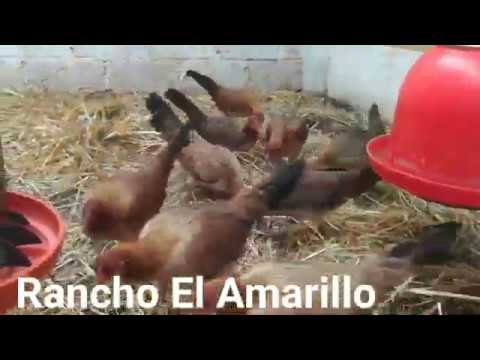 Gallinas 2020 - Rancho El Amarillo - YouTube
