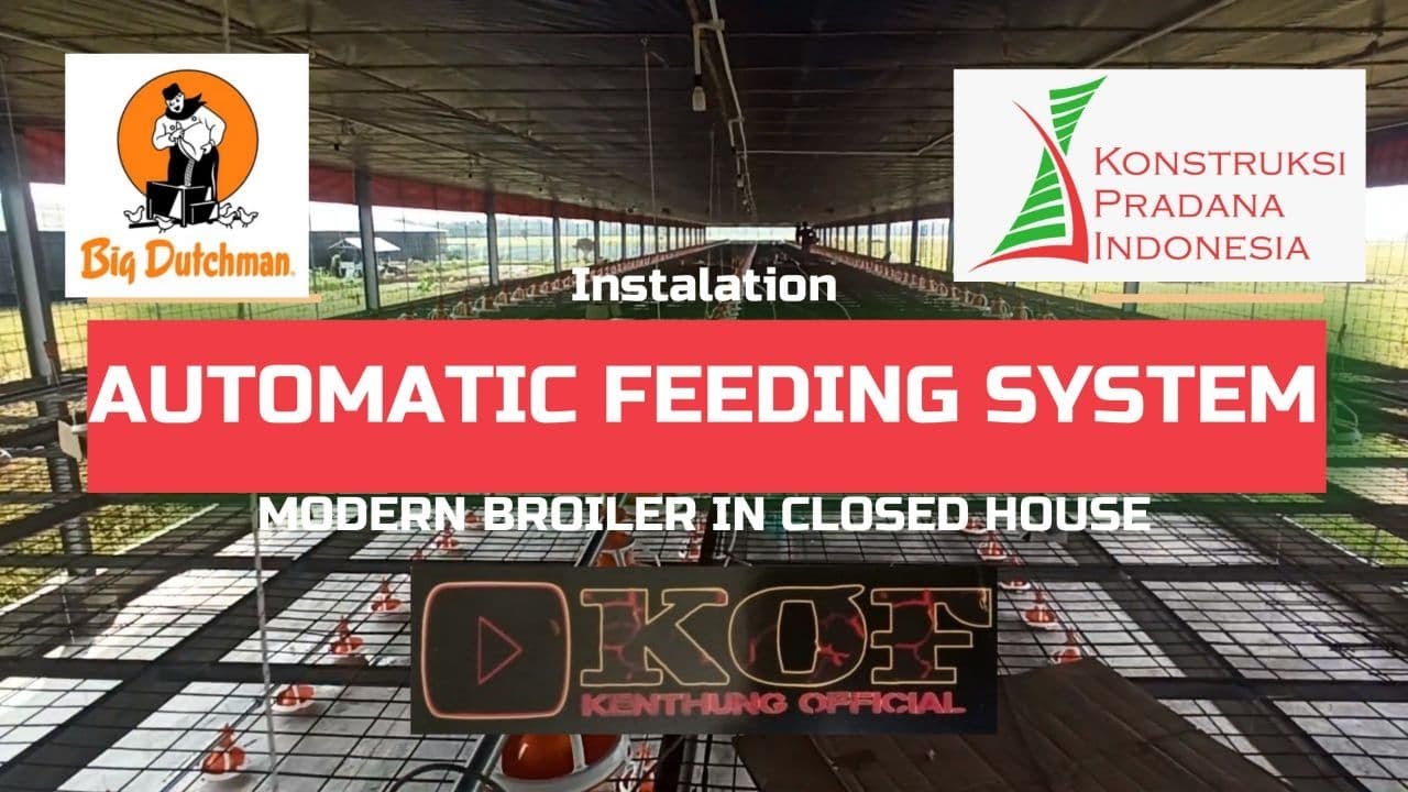 Instalasi Automatic Feeding System Broiler Closed House - YouTube