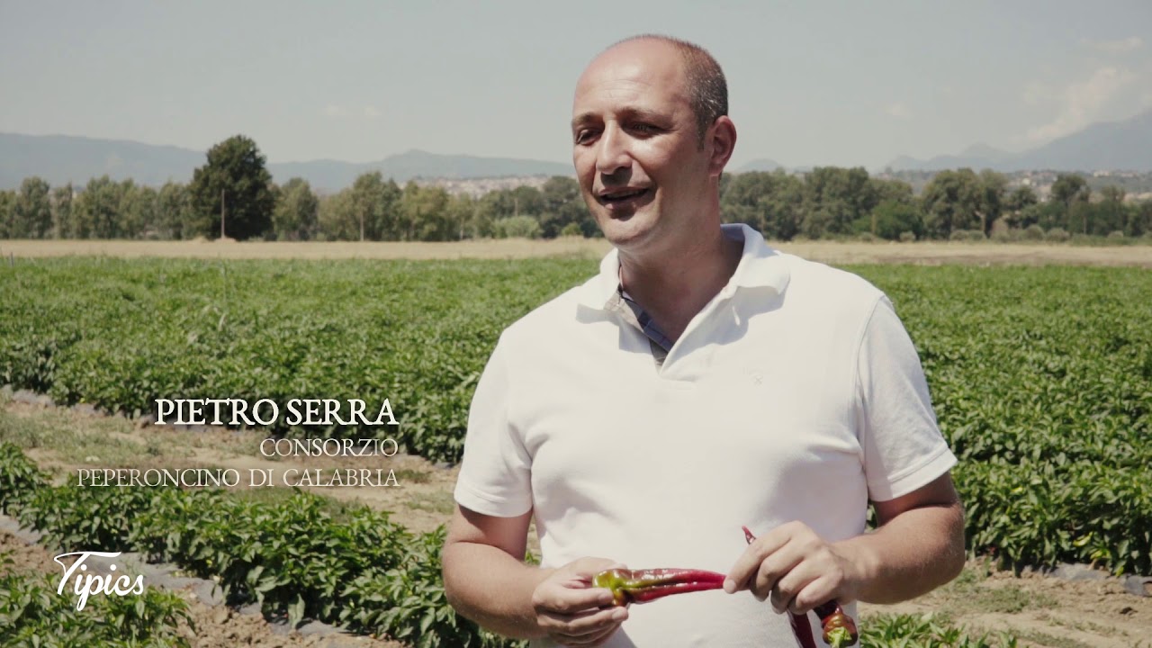 Peperone Roggianese: Consorzio dei produttori del peperoncino di ...